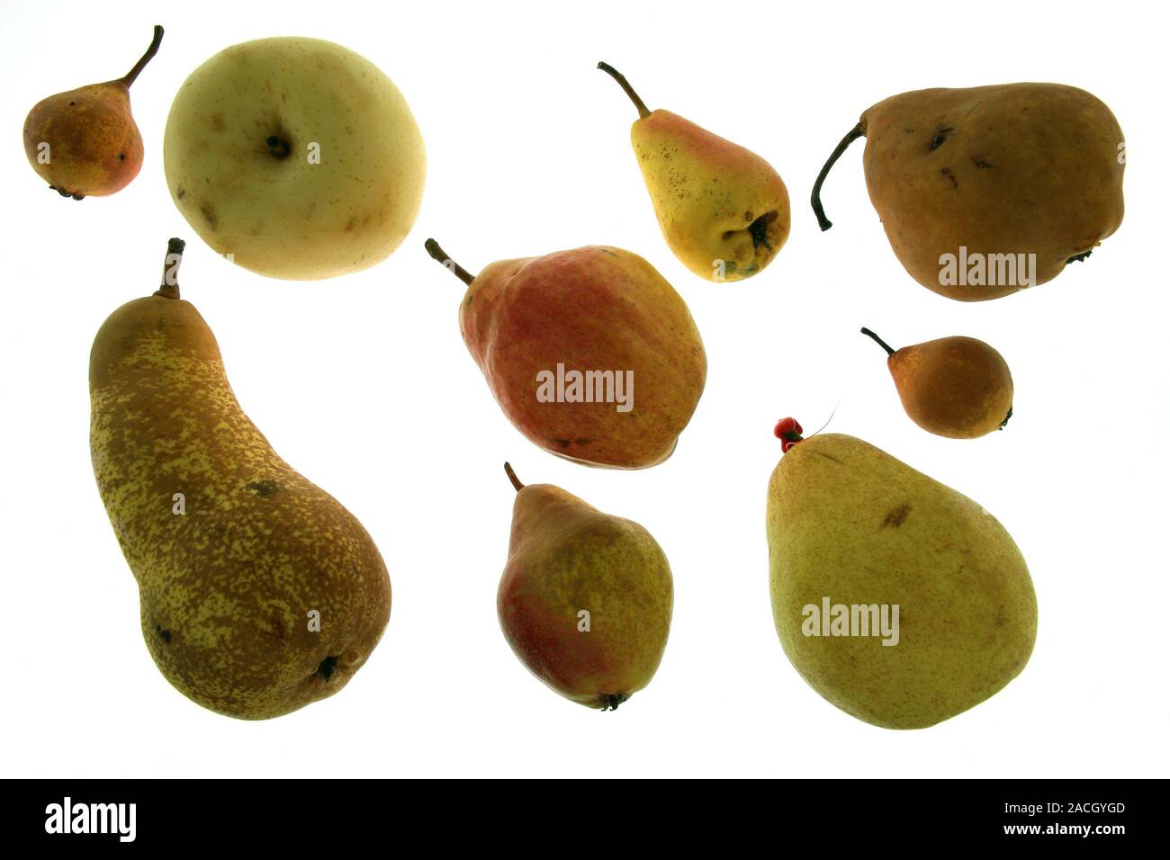 Pears. Assortment of different pear varieties Stock Photo - Alamy