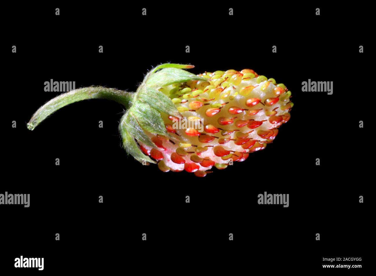 Wild white strawberry (Fragaria sp Stock Photo - Alamy