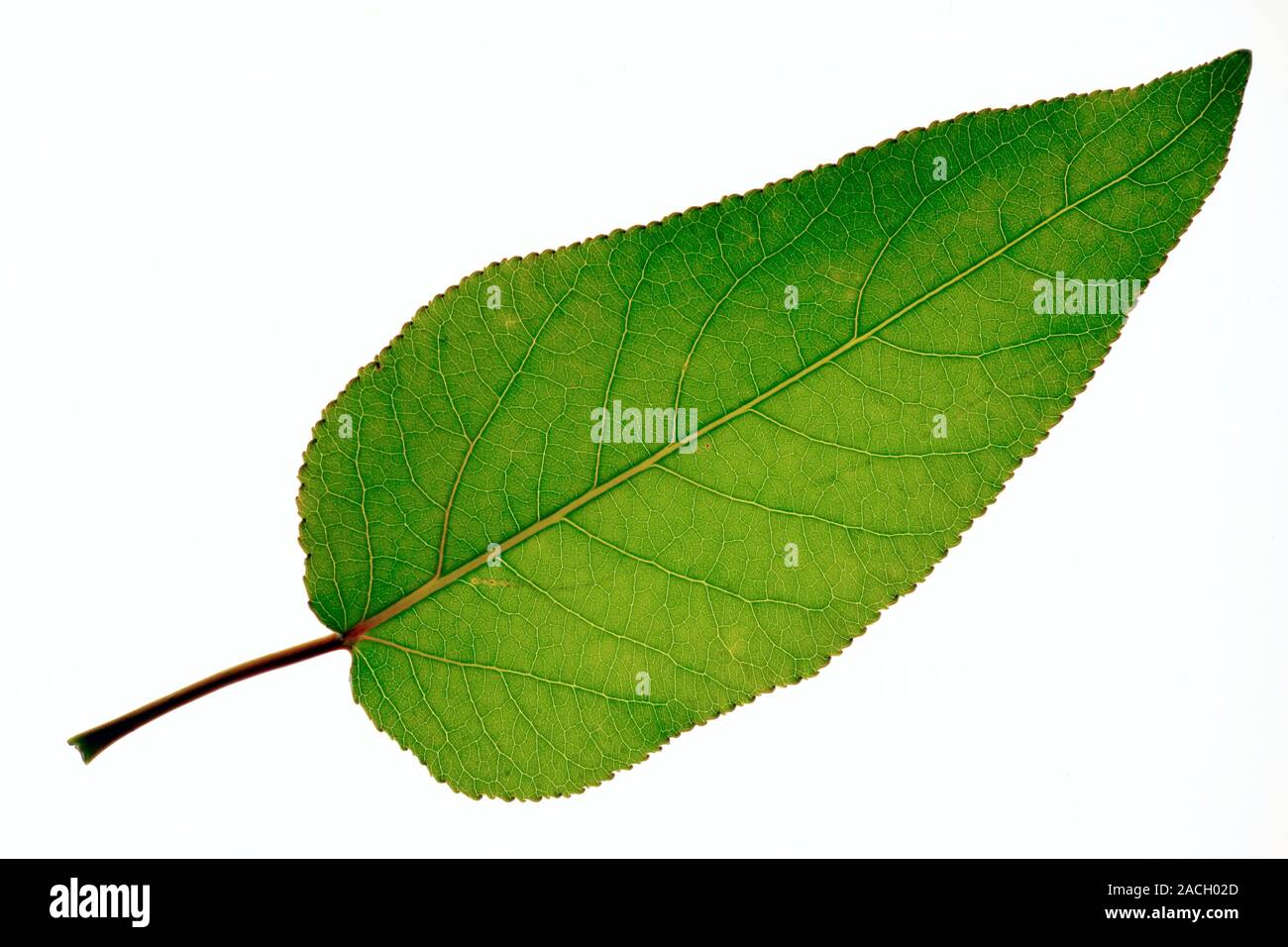 Black cottonwood (Populus trichocarpa) leaf Stock Photo - Alamy