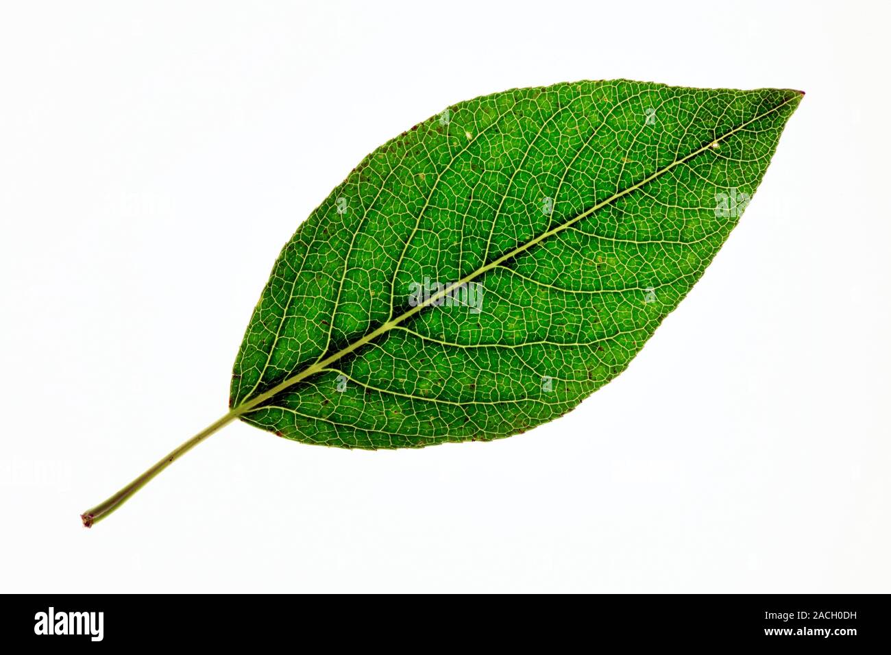 Laurel leaf poplar (Populus laurifolia) leaf Stock Photo - Alamy