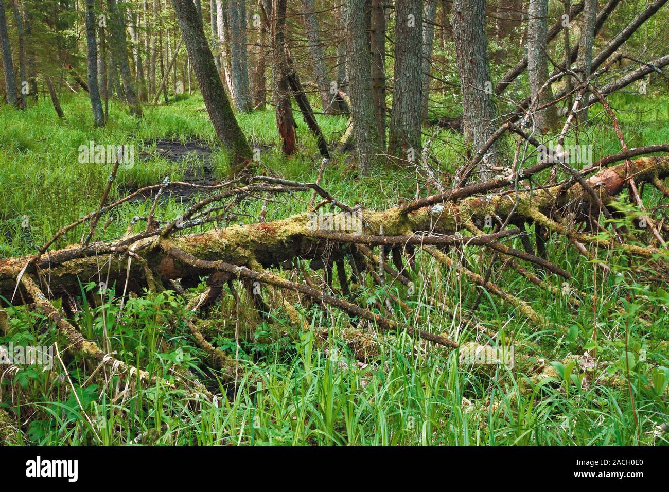 Alder (Alnus sp.) trees in a swamp. Photographed in Narke, Sweden Stock ...