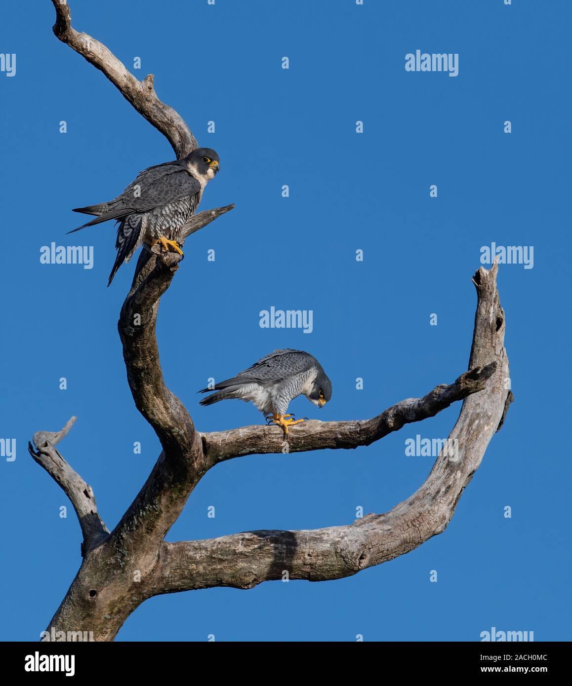 Peregrine falcon winter hi-res stock photography and images - Alamy