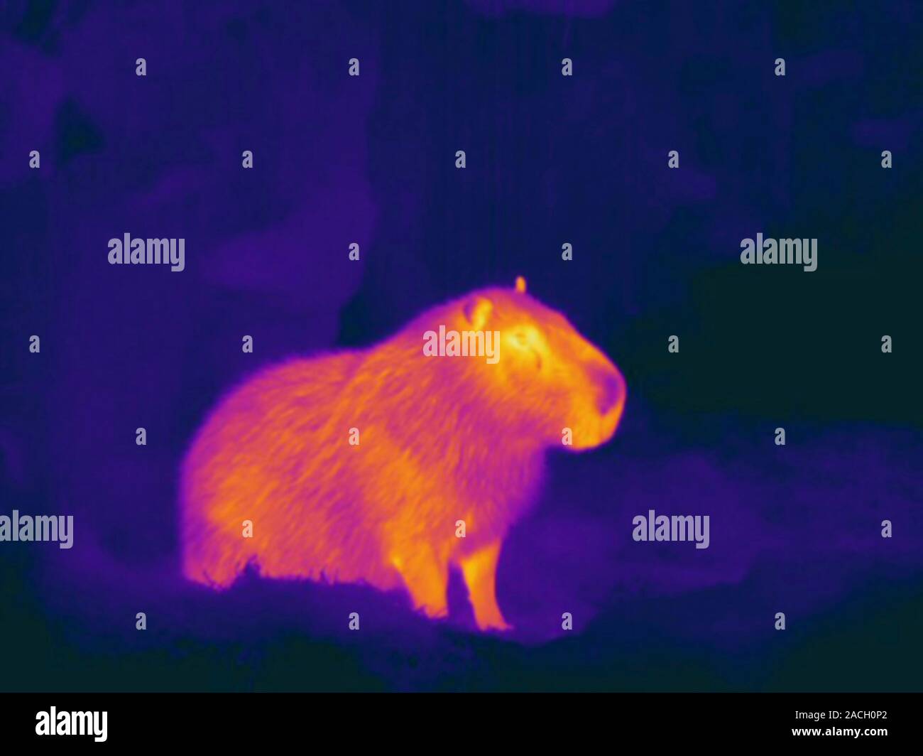 Thermogram showing temperature of the Capybara. The colors show ...