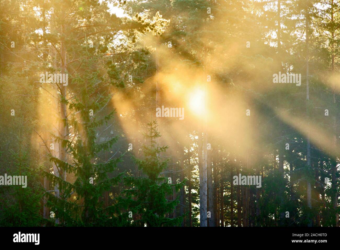 Coniferous forest at dawn. Photographed in Narke, Sweden Stock Photo ...