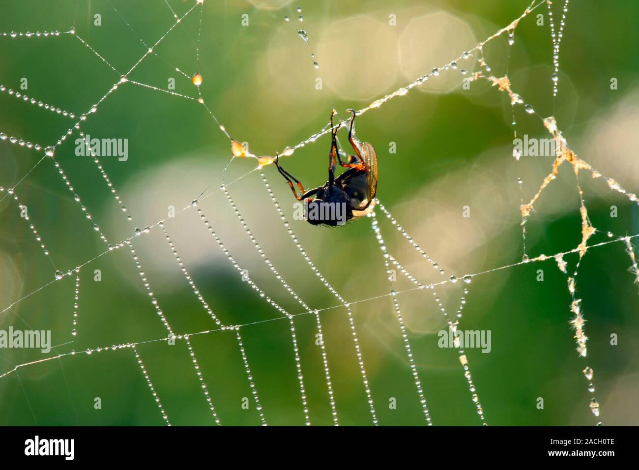 Fly caught in a spider's web Stock Photo - Alamy