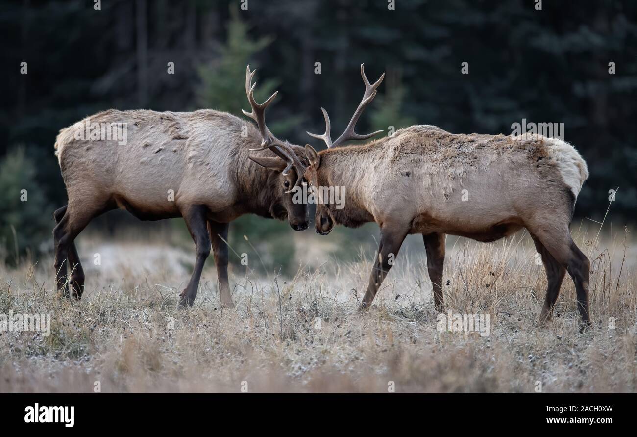 Elk fighting hi-res stock photography and images - Alamy