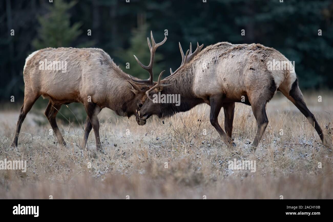Elk fighting hi-res stock photography and images - Alamy