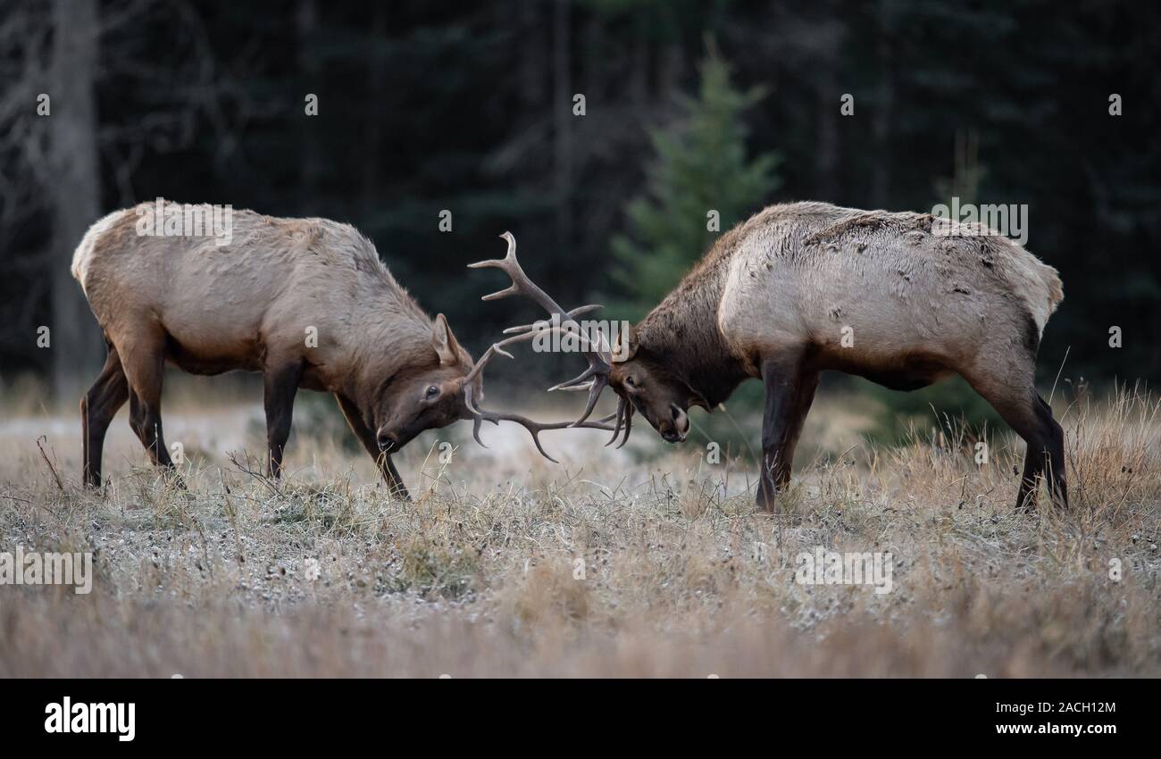 Elk fighting hi-res stock photography and images - Alamy