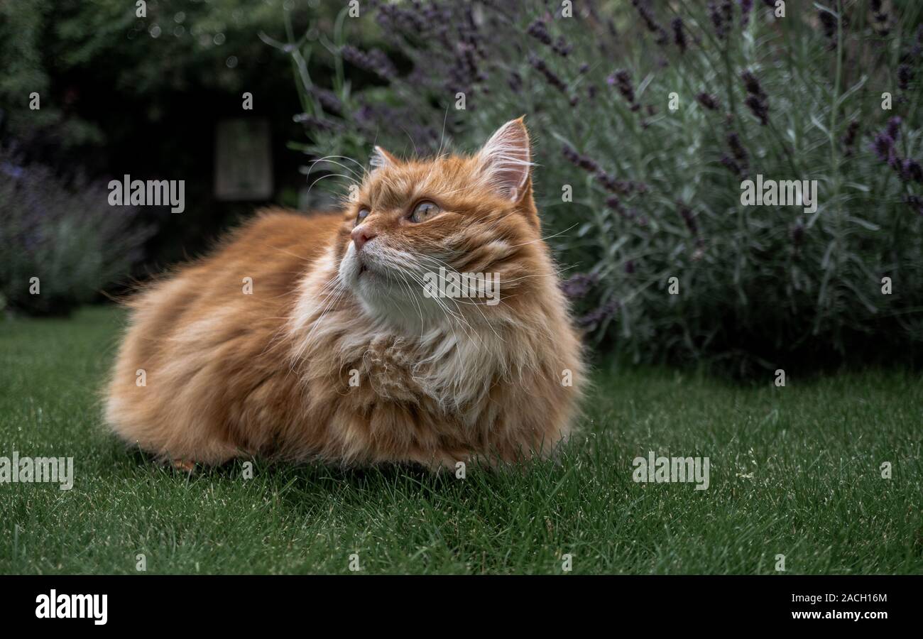 Big ginger hair do hi-res stock photography and images - Alamy