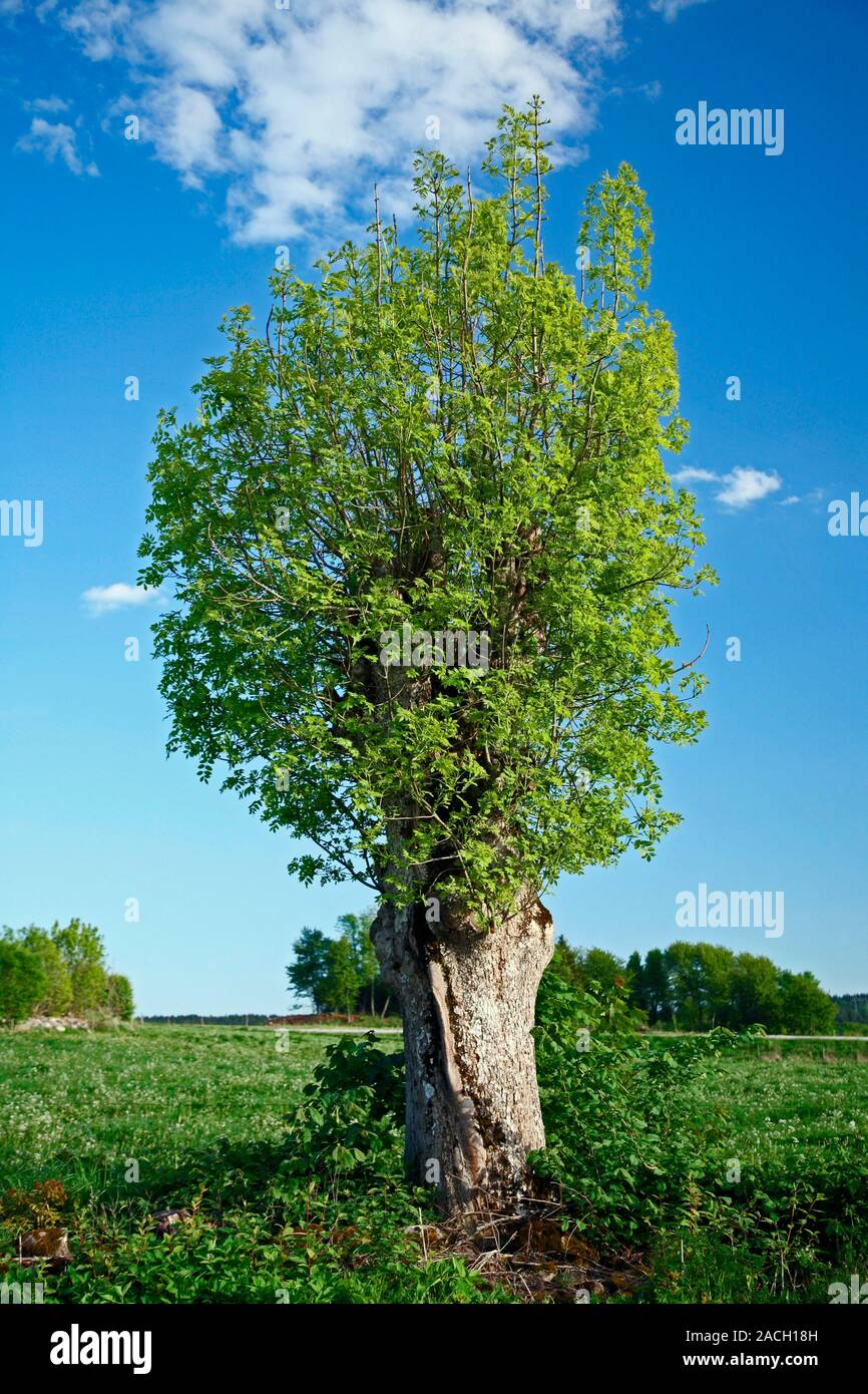 European ash tree (Fraxinus excelsior Stock Photo - Alamy