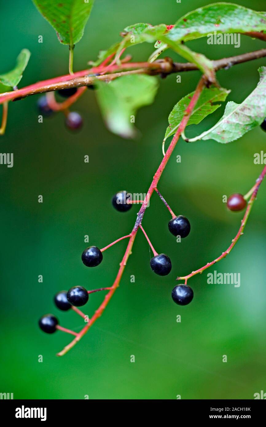 Bird cherry (Prunus padus) fruits. Photographed in Narke, Sweden Stock ...