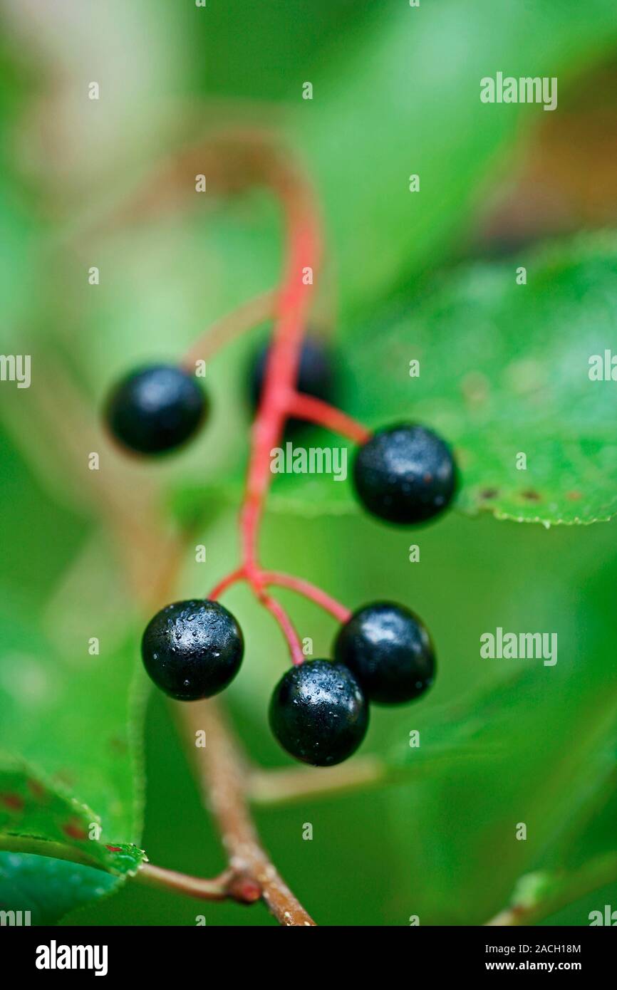Bird cherry (Prunus padus) fruits. Photographed in Narke, Sweden Stock ...