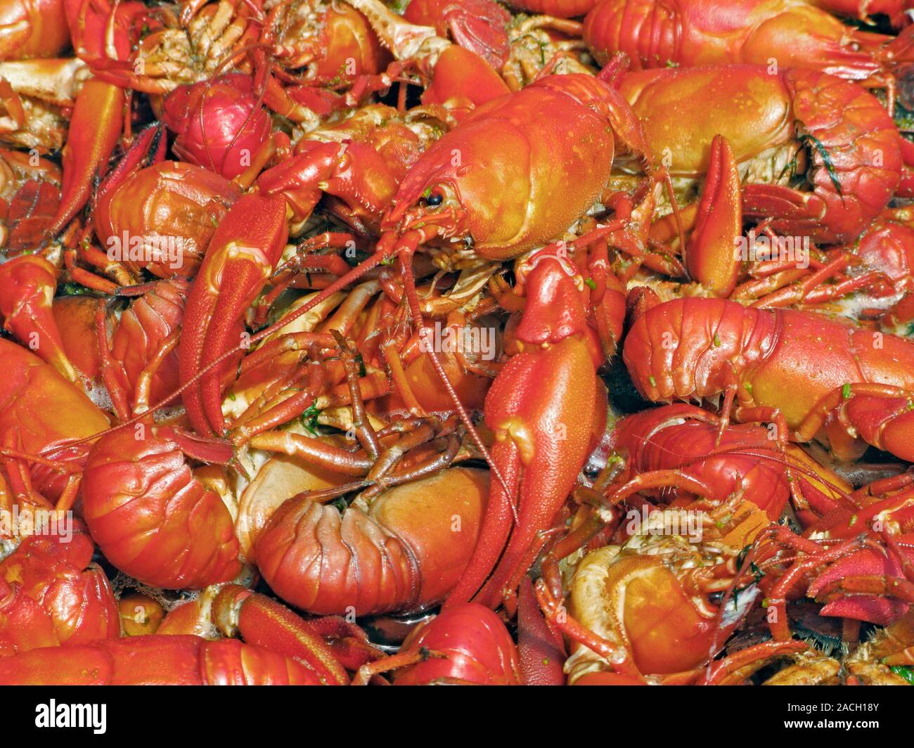 Cooked signal crayfish (Pacifastacus leniusculus Stock Photo - Alamy