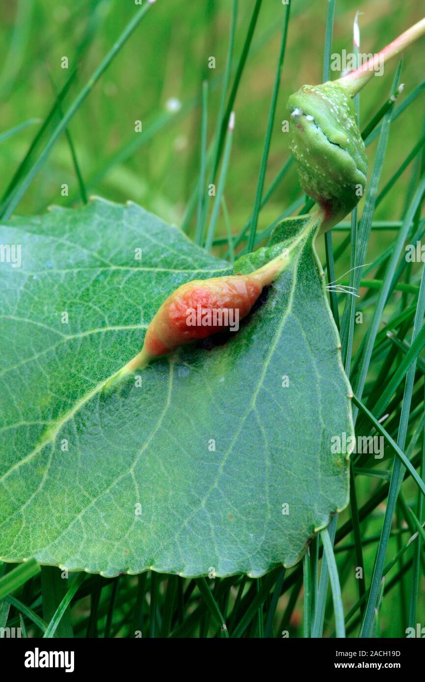 Apid galls on a Lombardy poplar (Populus nigra Italica) leaf. The two ...