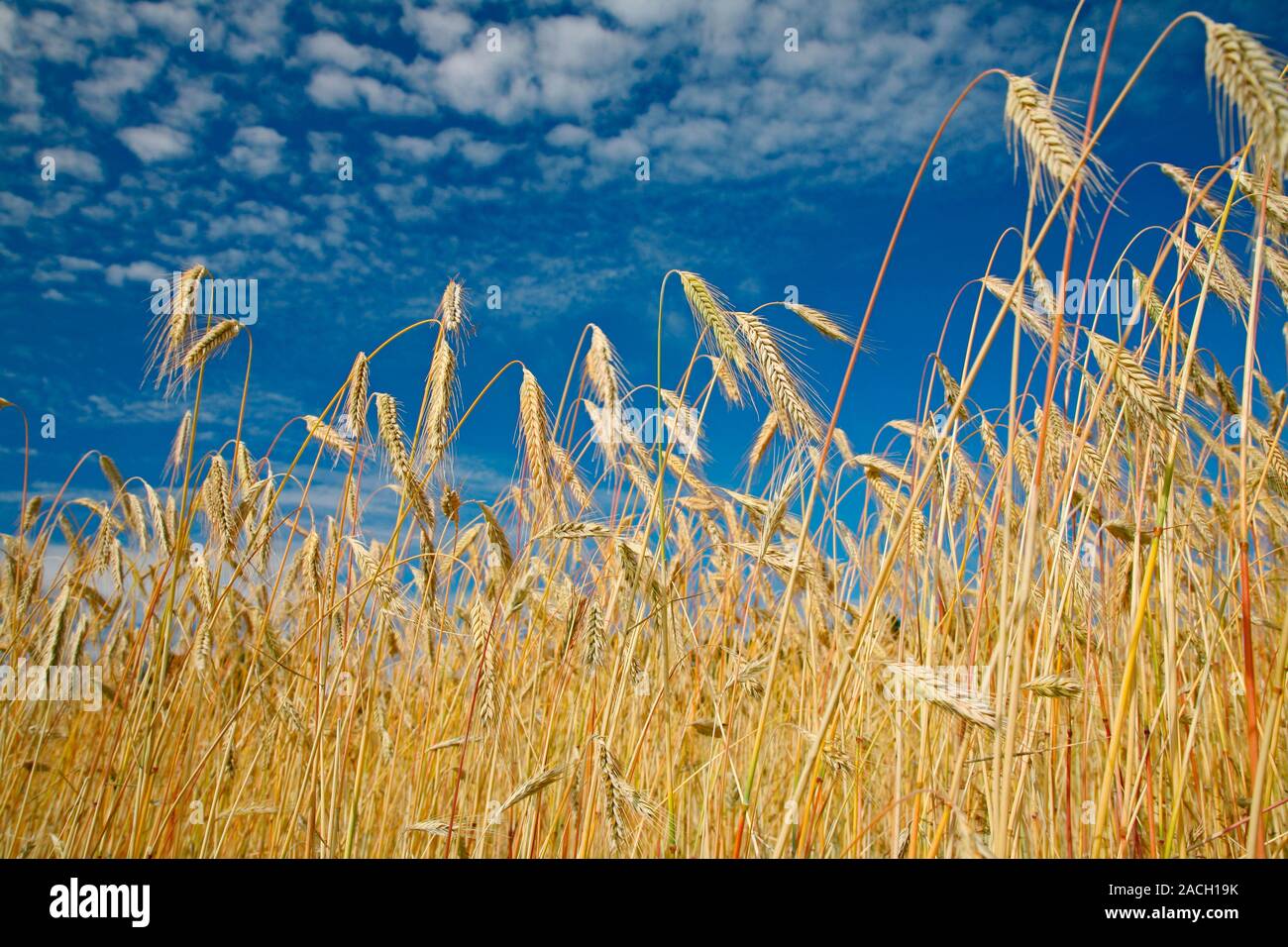 Ears of rye (Secale cereale Stock Photo - Alamy