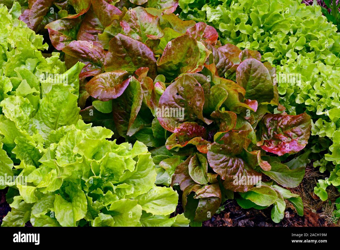Lettuce. Three varieties of lettuce being grown together Stock Photo ...