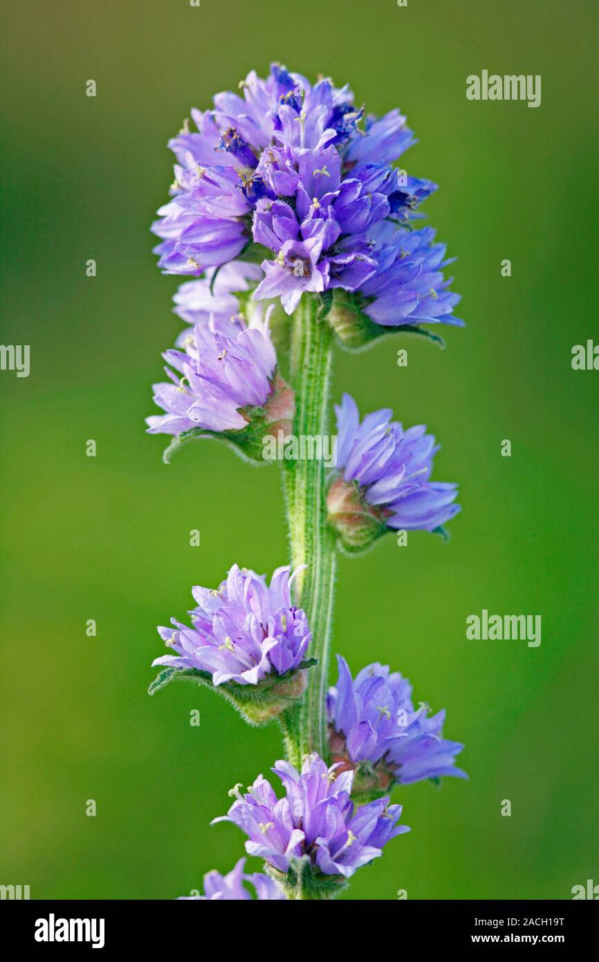 Bristly bellflower (Campanula cervicaria). Photographed in Narke ...