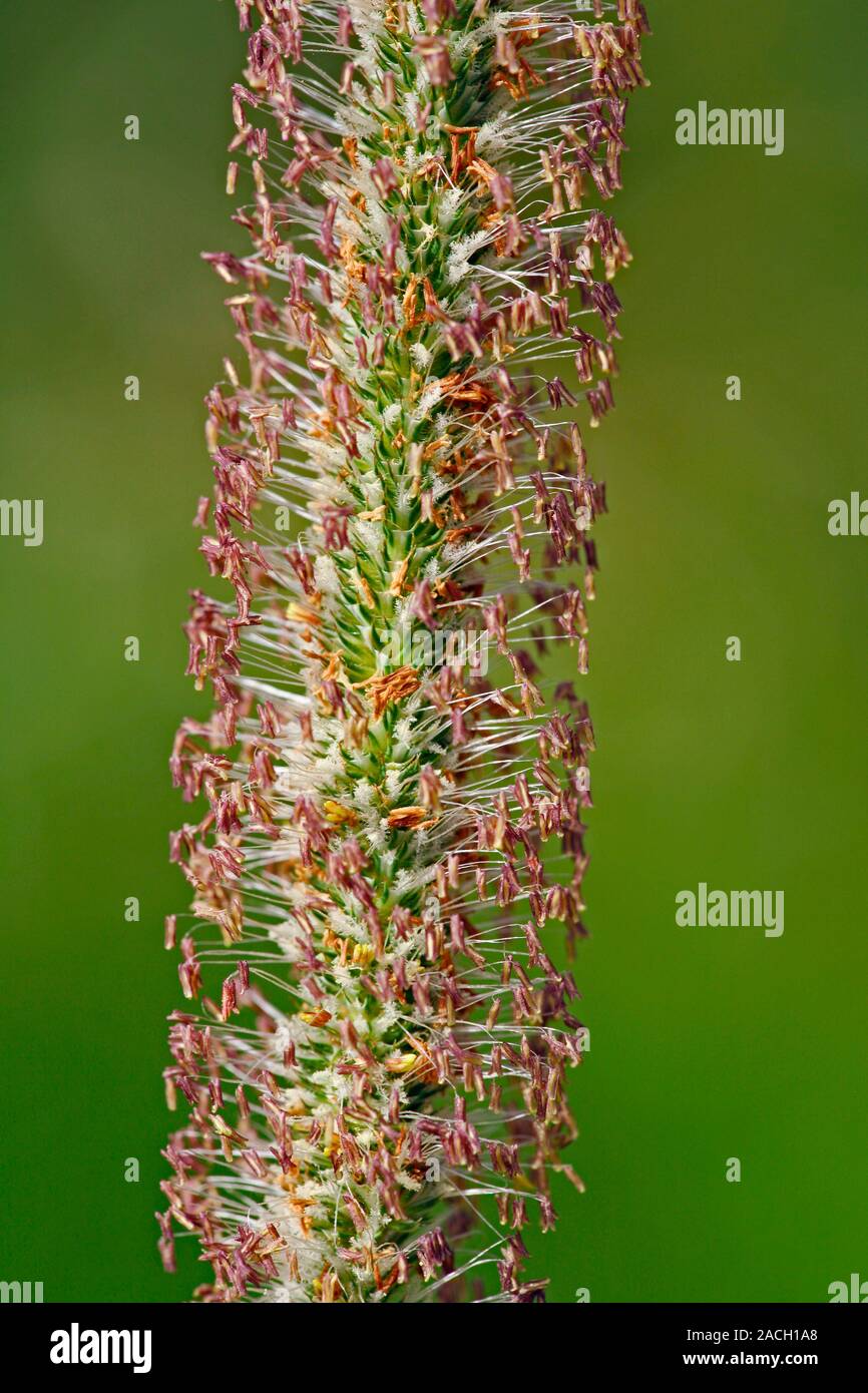 Timothy grass (Phleum pratense ssp pratense) flowers. Photographed in ...
