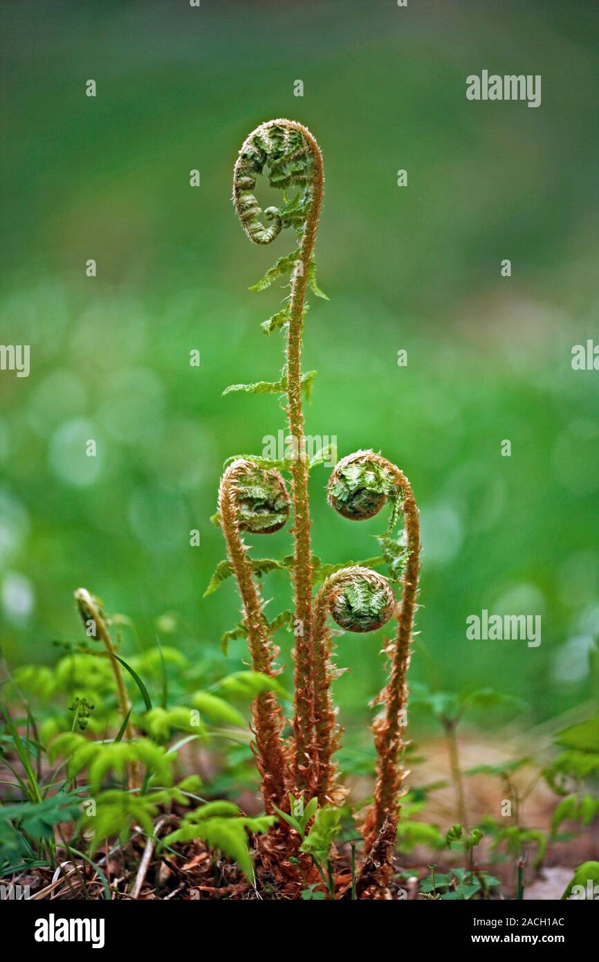 Male fern (Dryopteris filix-mas) fronds. Photographed in Torpa-ans ...