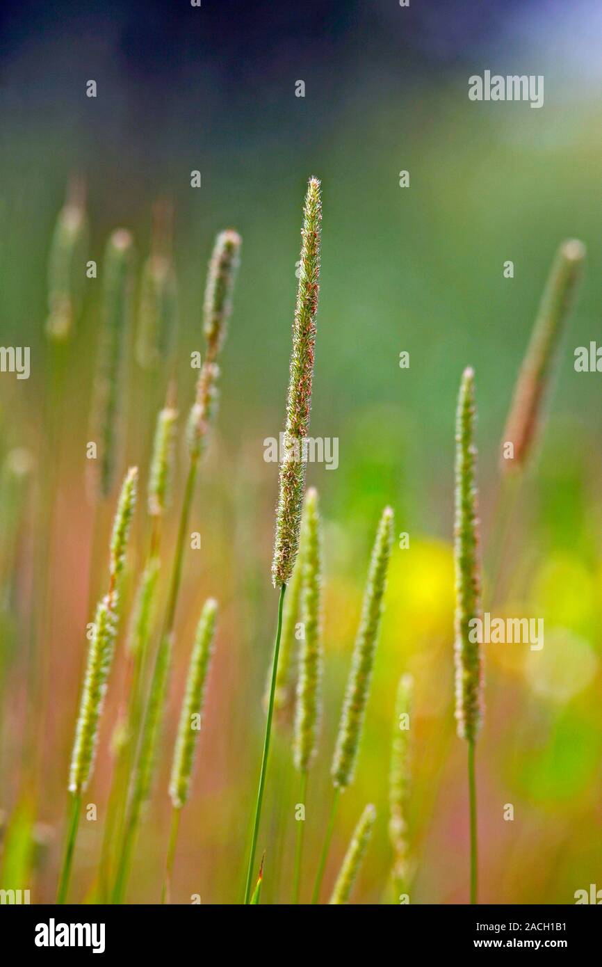 Meadow foxtail (Alopecurus pratensis ssp. pratensis). Photographed in ...