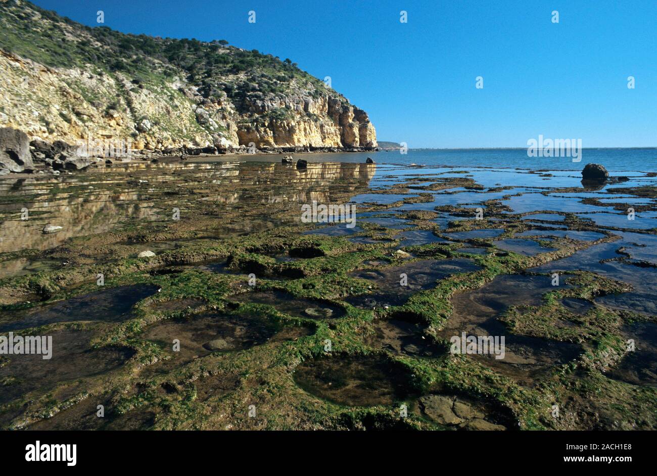 Inter-tidal shelf at low tide with pools and algae. This shelf of rock ...