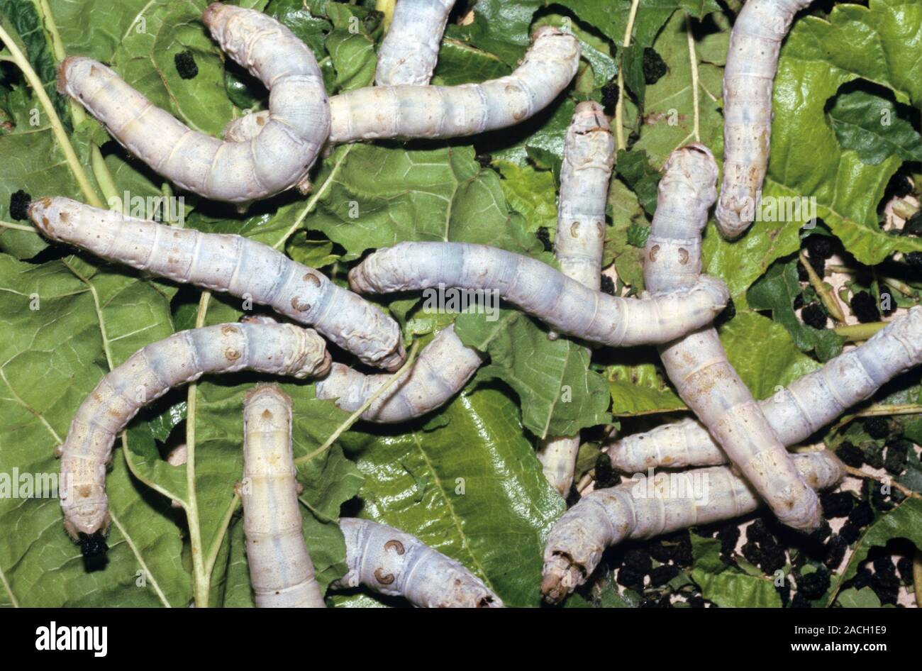 Silkworms (Bombyx mori) on mulberry leaves. The silkworm, the ...