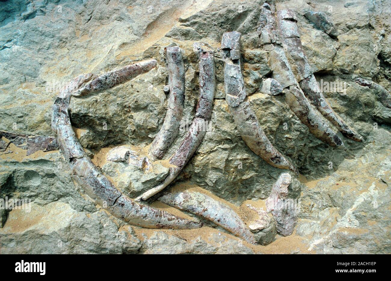 Fossilised sea cow bones. Fossilised rib-cage of a sea cow of the ...