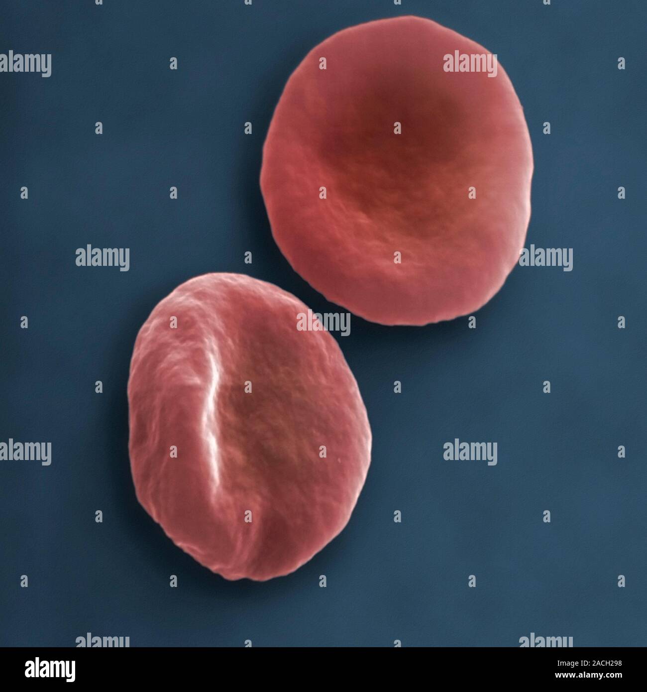 Red Blood Cells Stock Photo - Alamy