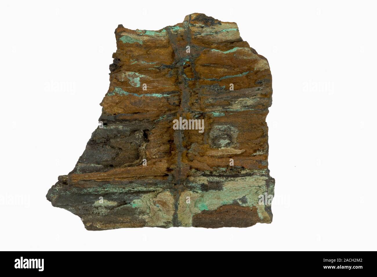 Petrified Wood with Chalcocite, Malachite, and Azurite, New Mexico, USA ...