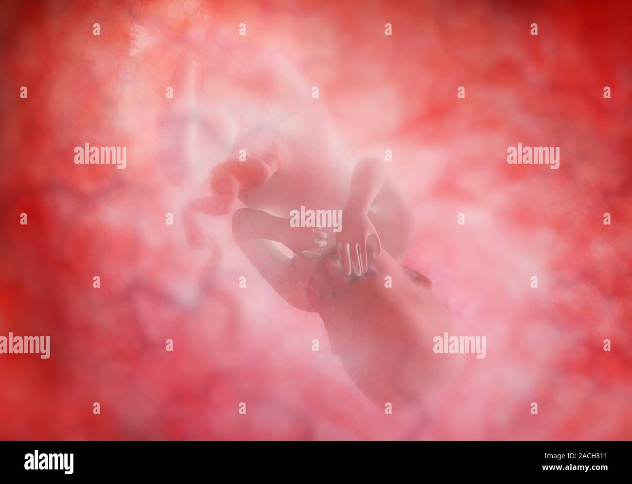 Foetus. Computer artwork of a foetus in the womb Stock Photo - Alamy