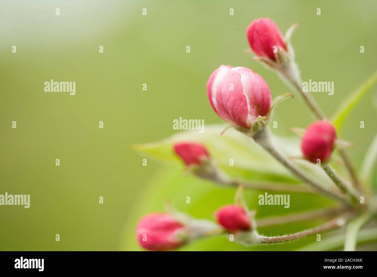 Apple Blossom buds about to open in the spring Stock Photo - Alamy