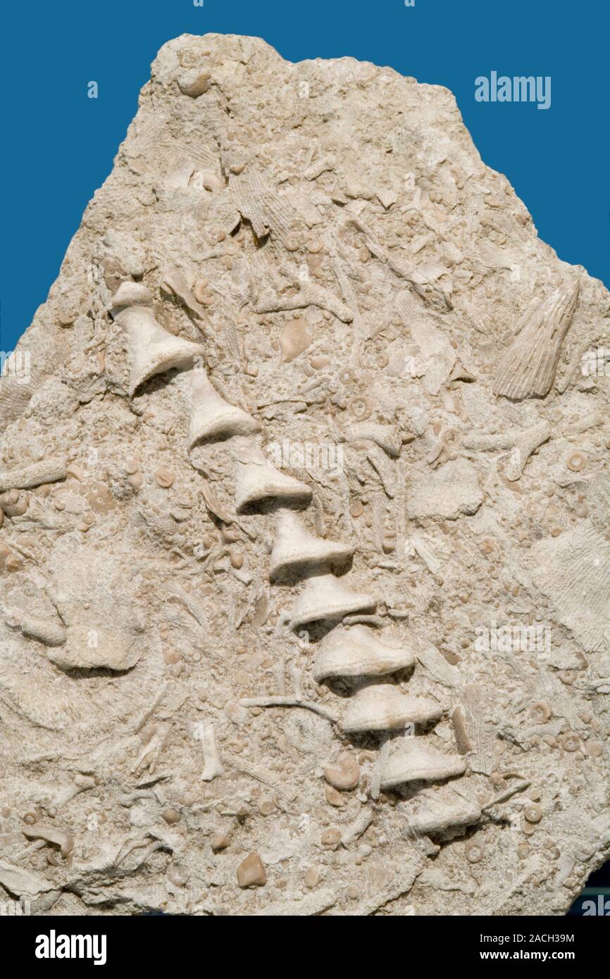 An Archimedes screw-like axis that supported lacy bryozoan colonies ...