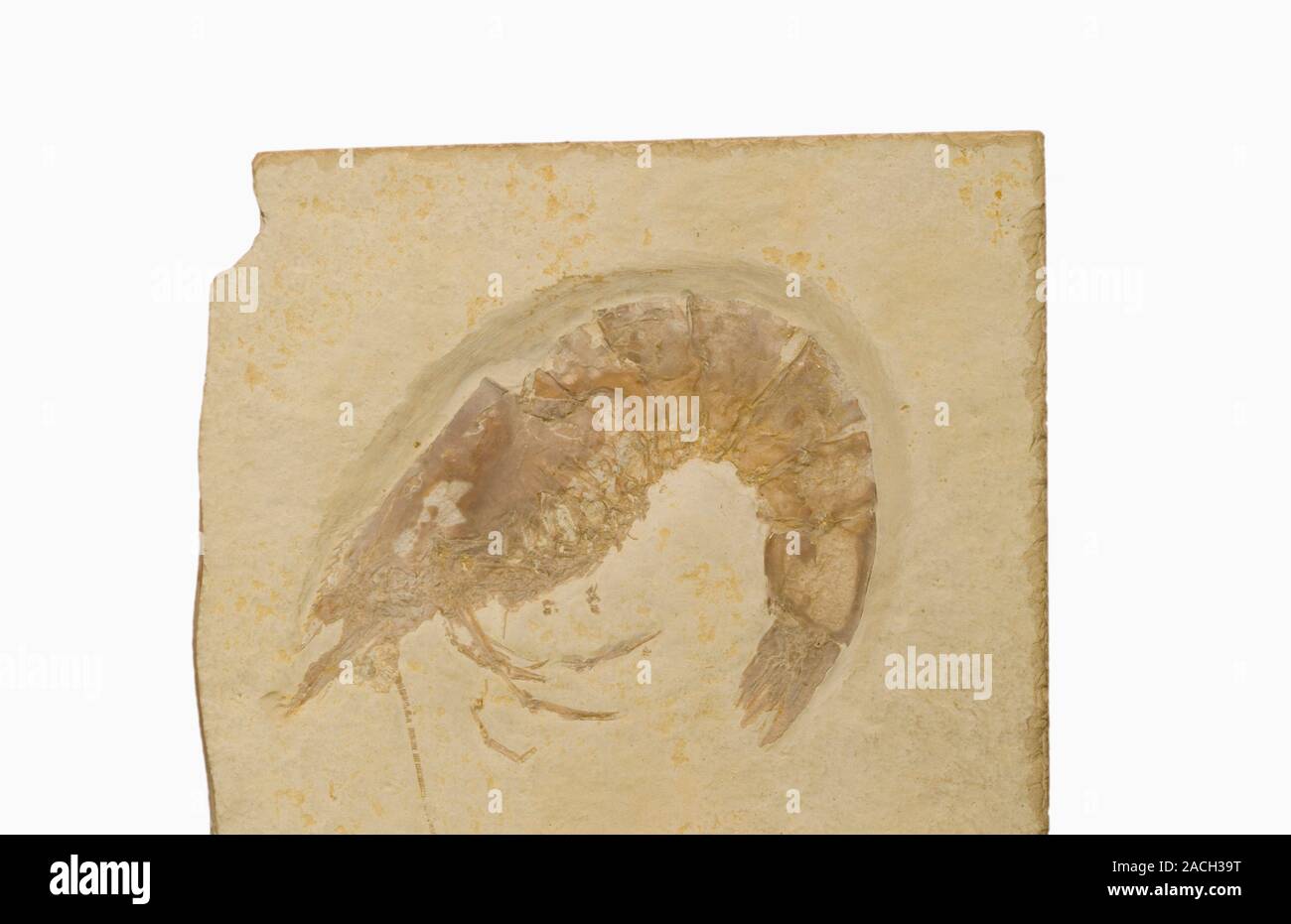 Fossil Shrimp (Penaeus speciosus) Jurrasic, Nesozoic Crustacean ...