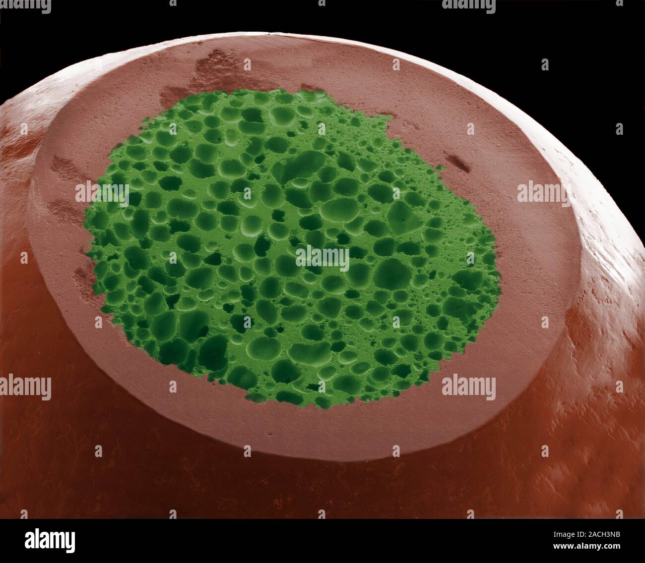 Chocolate. Coloured scanning electron micrograph (SEM) of a section ...