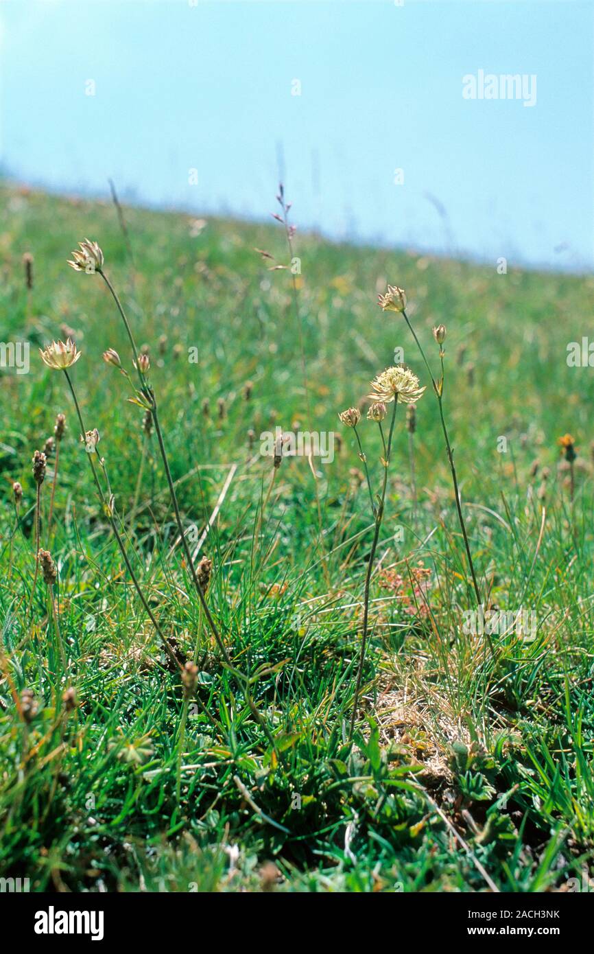 Masterwort (Astrantia pauciflora) flowering on a grassy slope Stock ...