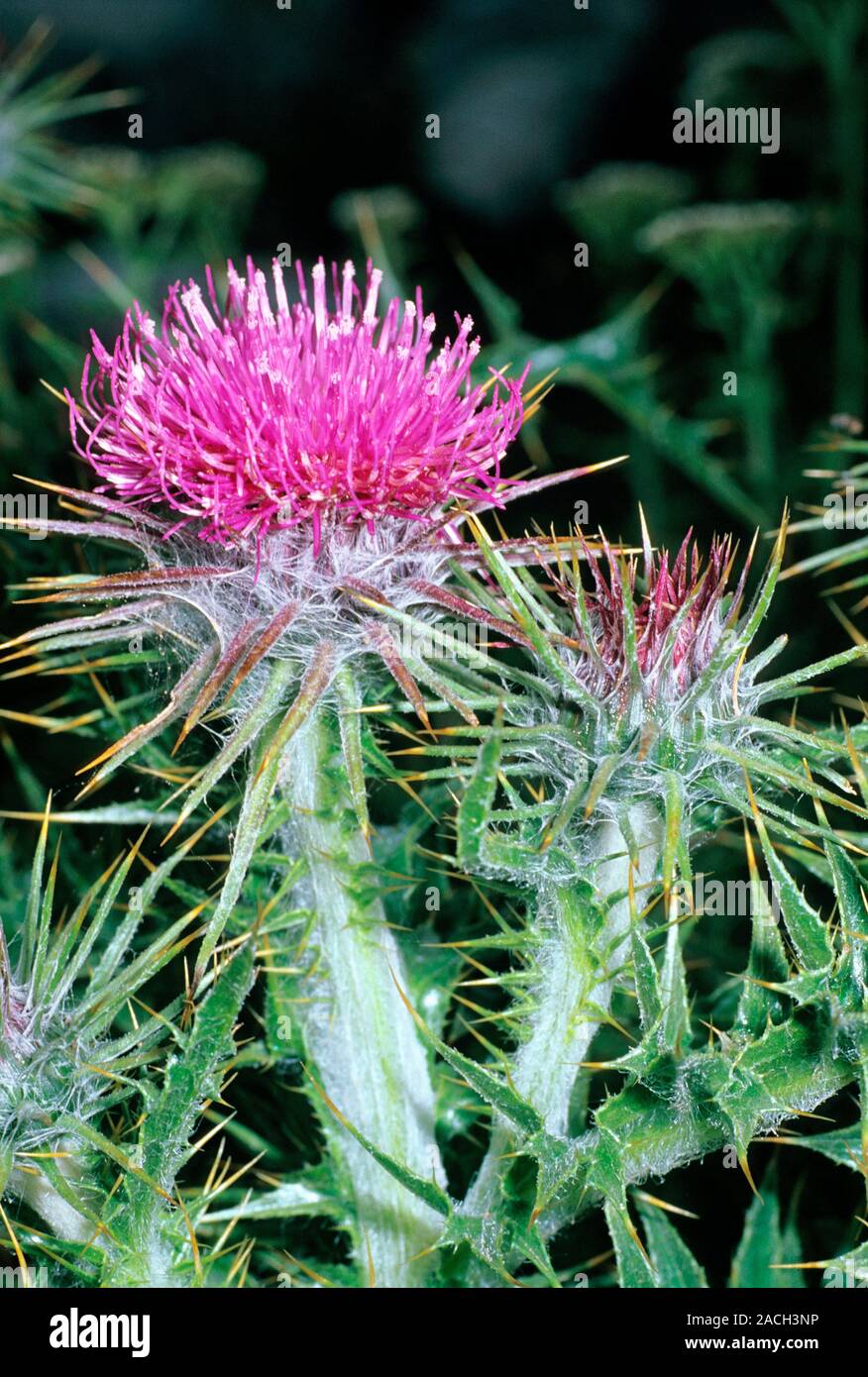 Carduus chrisacanthus flowers. Photographed in Abruzzo National Park ...