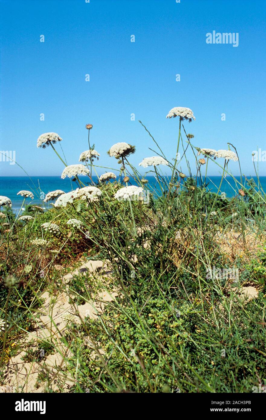 Wild Carrot (Daucus carota subsp. Maximus) flowering near the coast ...