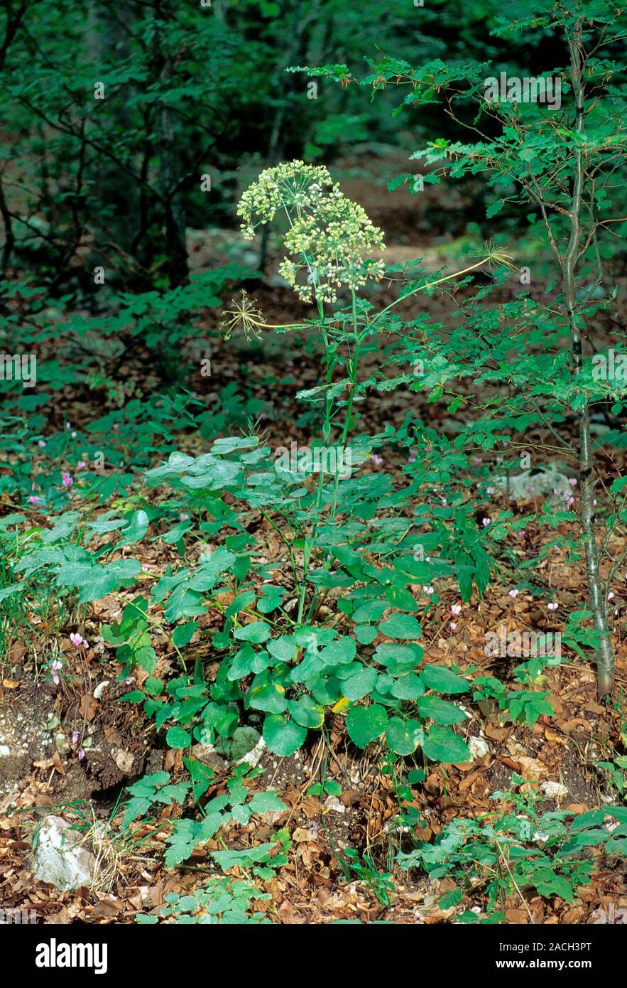 Laserpitium latifolium flowers Stock Photo - Alamy
