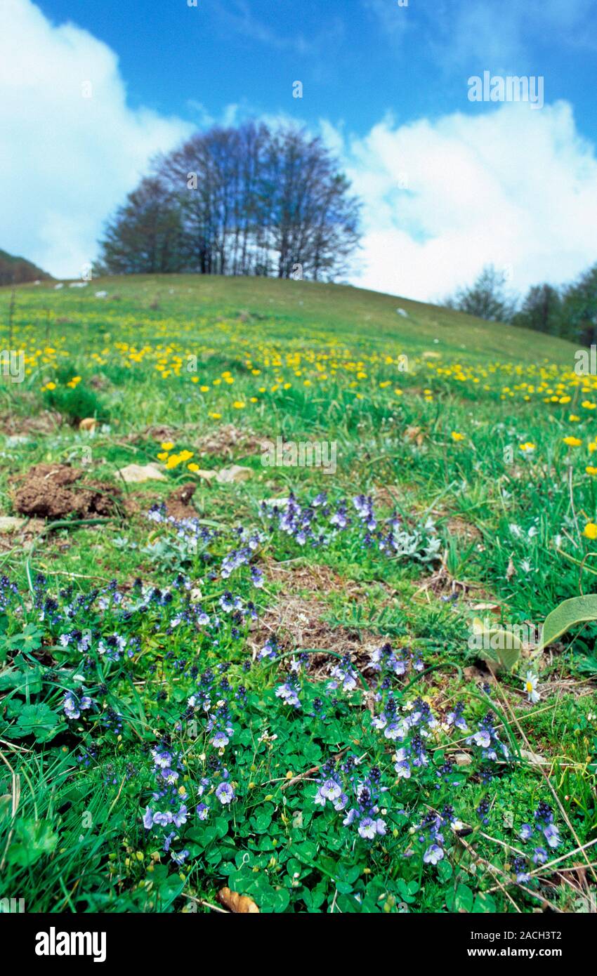 Veronica serpyllifolia flowering on a grassy slope in the early Spring ...
