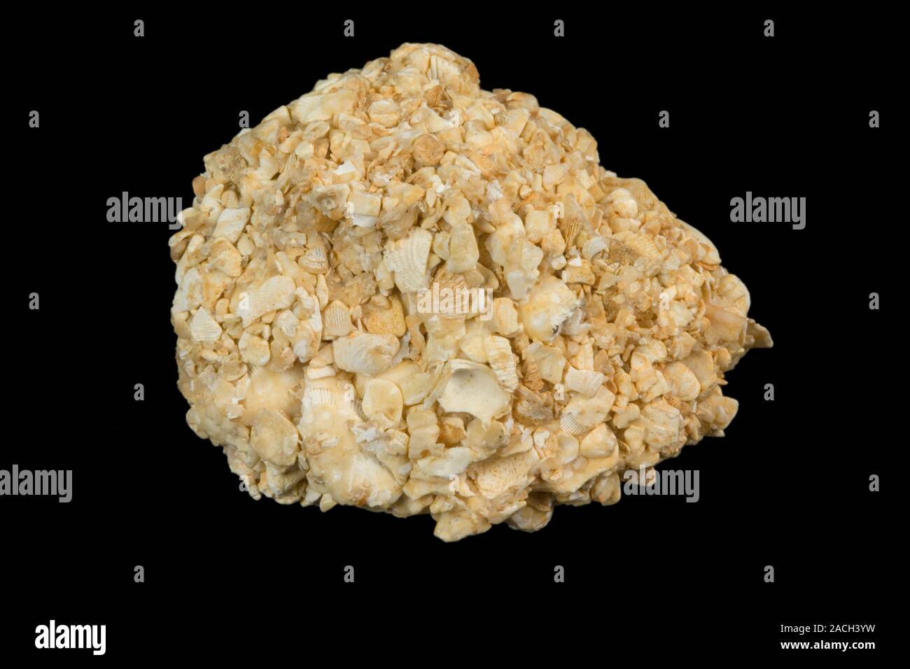 Coquina is an unconsolidated sedimentary rock that contains numerous ...