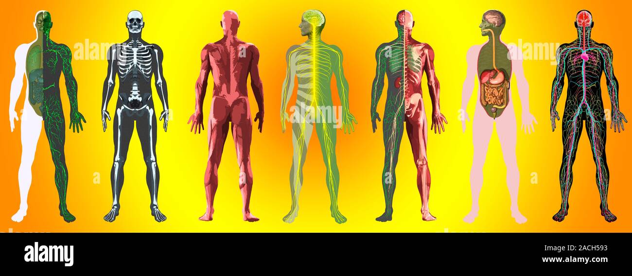 Human anatomy. Computer artwork showing, from left to right, the human ...