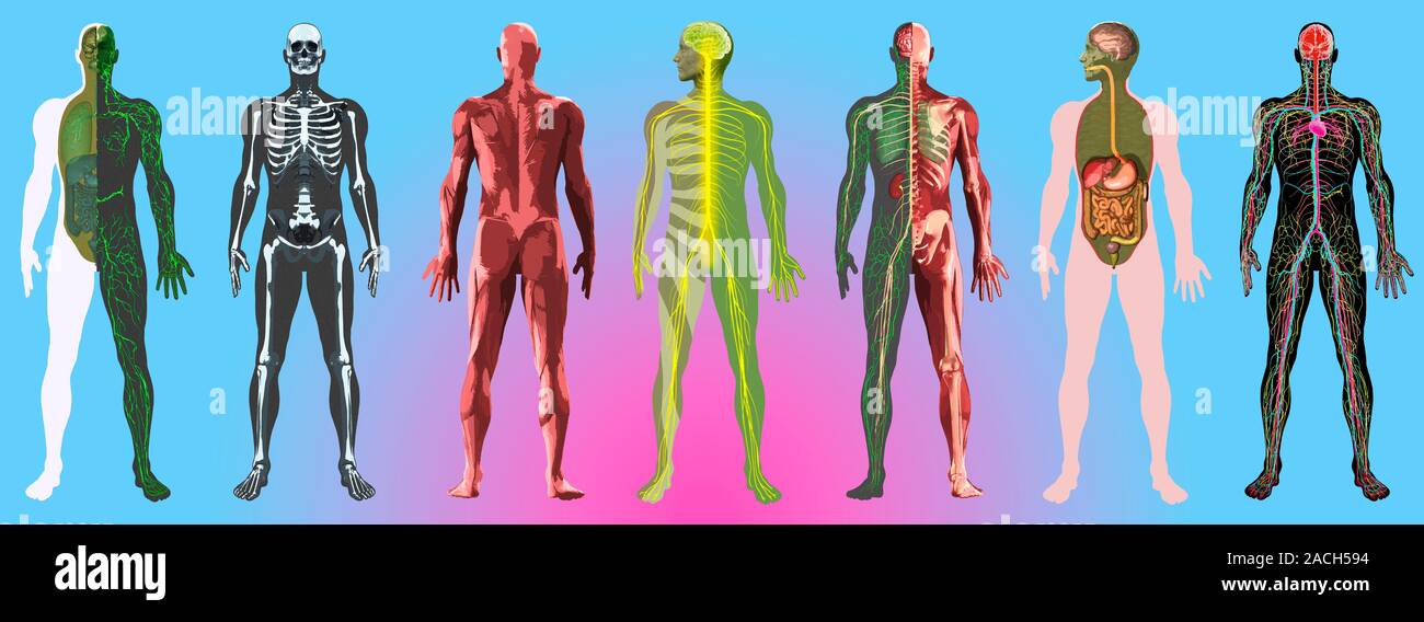 Human anatomy. Computer artwork showing, from left to right, the human ...
