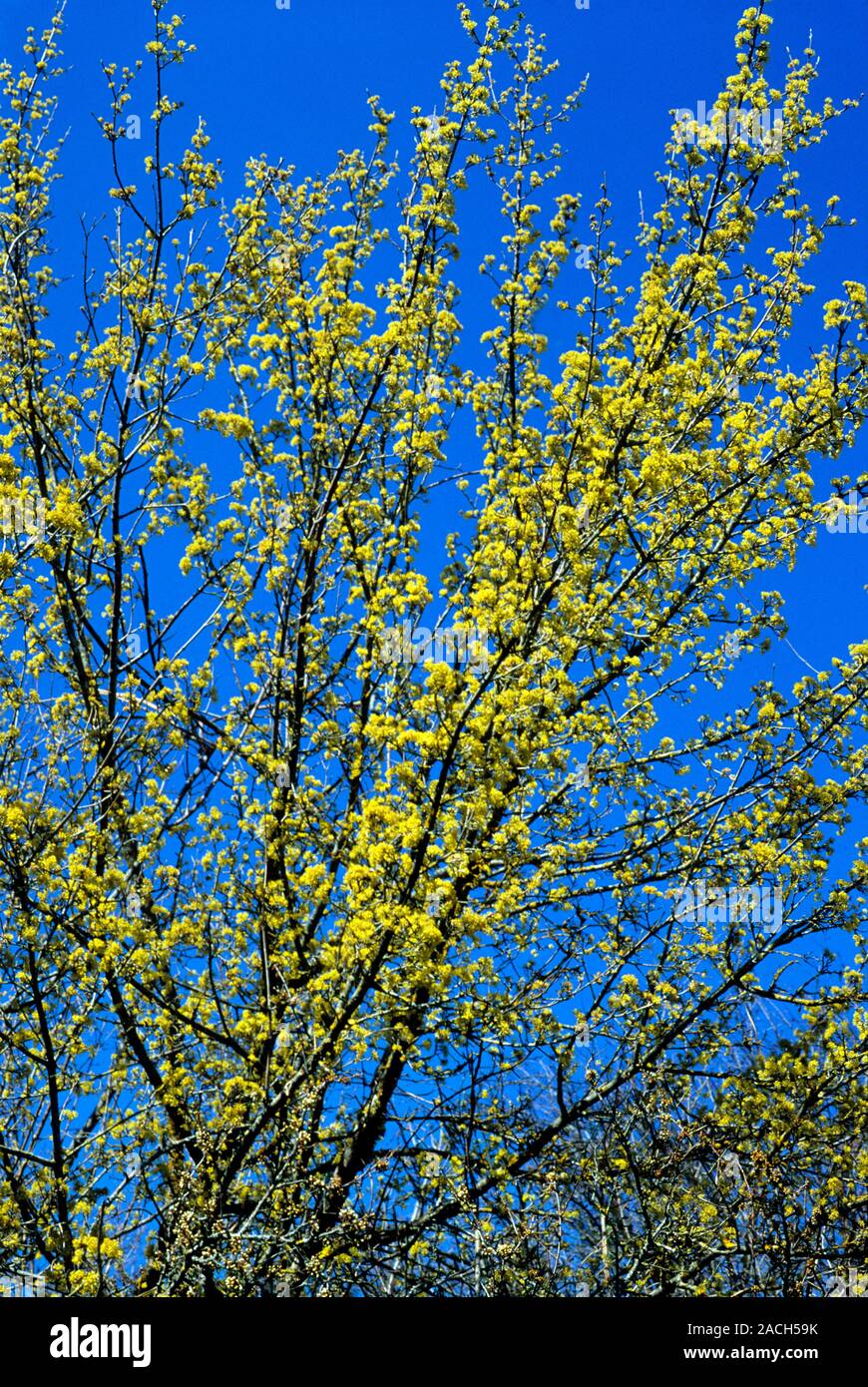 Cornelian cherry (Cornus mas) flowers in the Spring. Photographed in ...