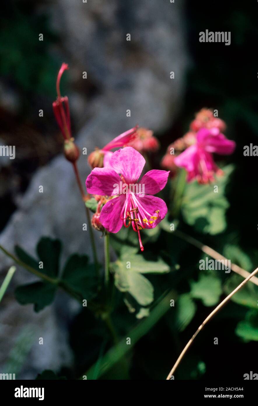 Geranium macrorrhizum flower in Monti Simbruini Regional Park, Italy ...