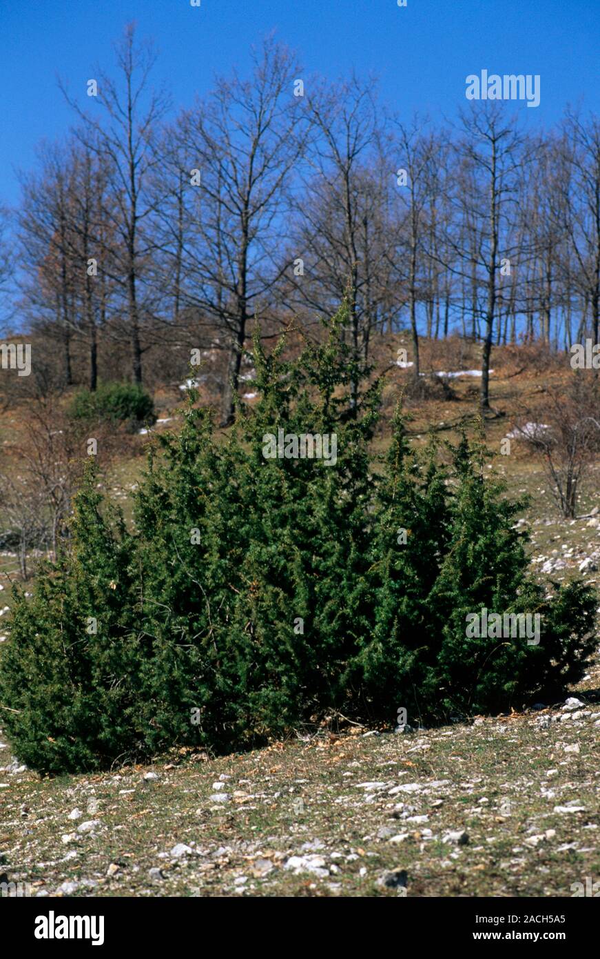 Juniper (Juniperus communis) in Monti Simbruini Regional Park, Italy ...