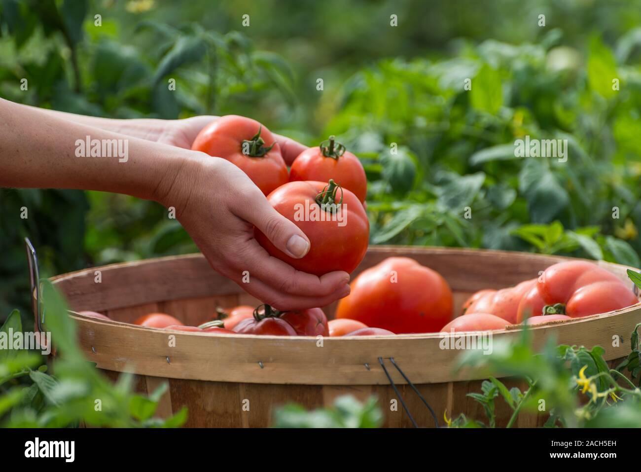 Bushel of tomatoes hi-res stock photography and images - Alamy