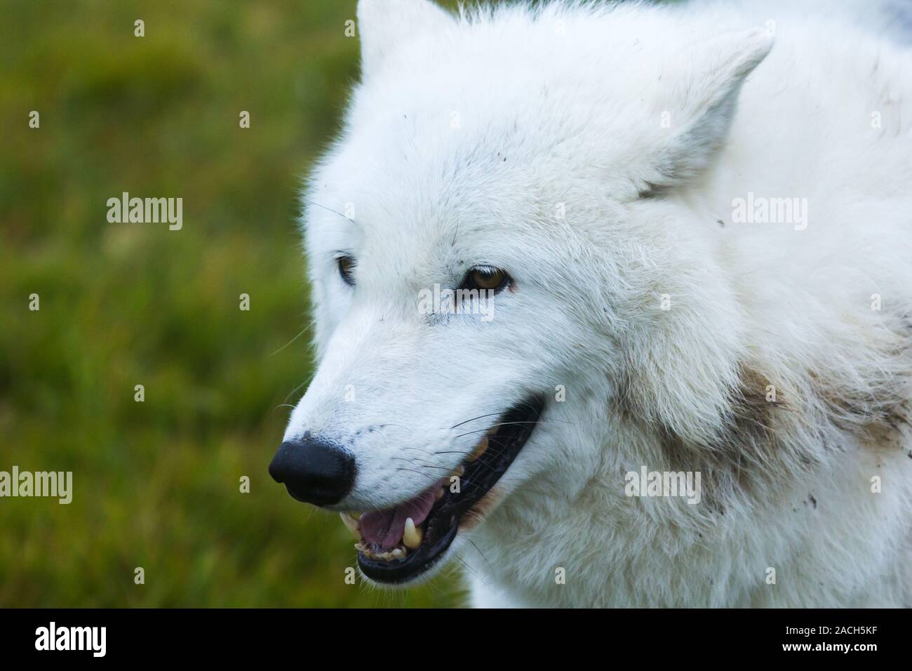 White coated captive Artic Wolf (Canis Lupus Arctos) also known as a ...