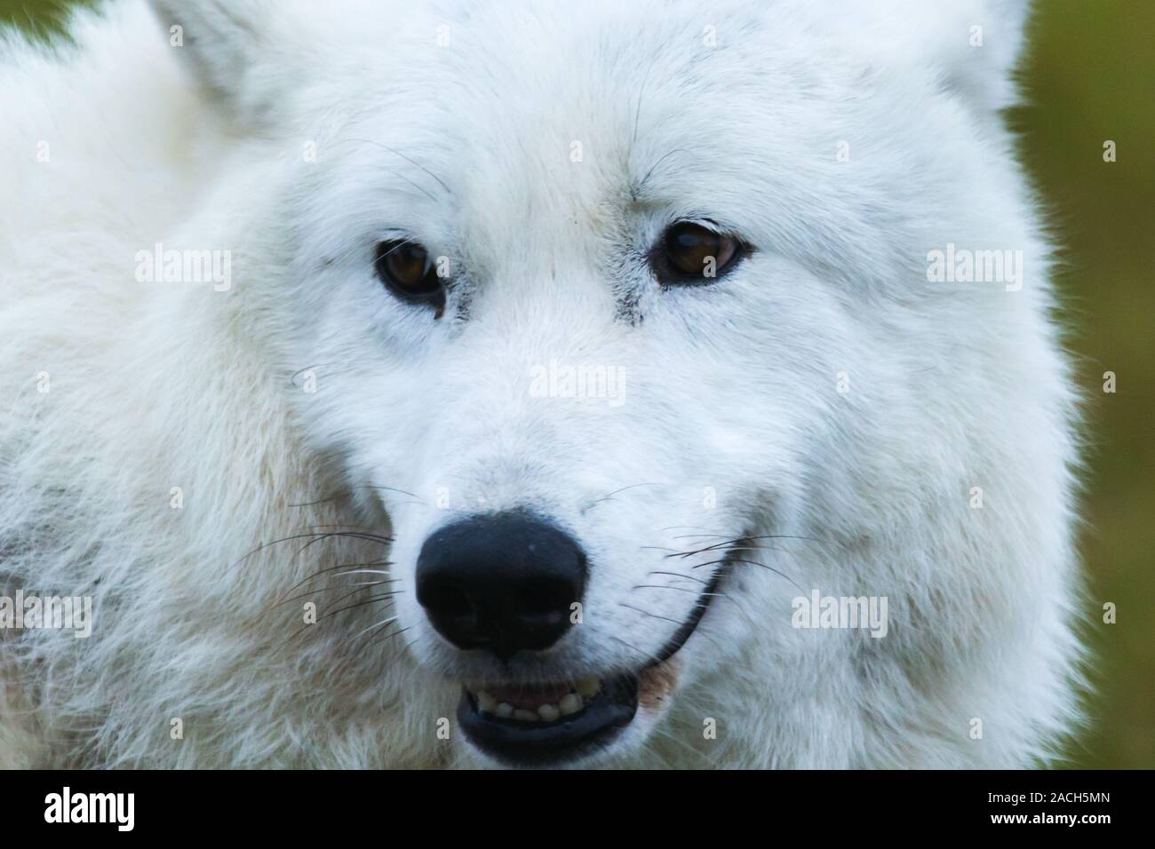 White coated captive Artic Wolf (Canis Lupus Arctos) also known as a ...