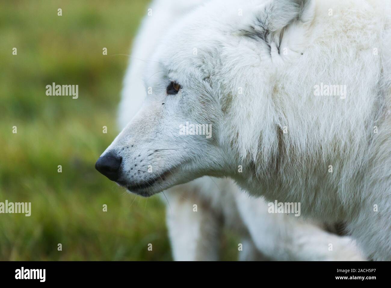 White coated captive Artic Wolf (Canis Lupus Arctos) also known as a ...