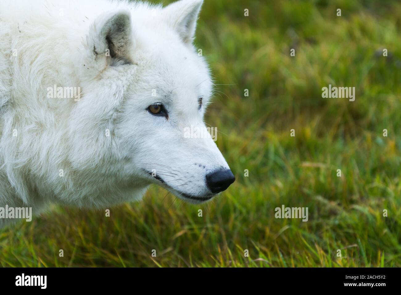 White coated captive Artic Wolf (Canis Lupus Arctos) also known as a ...